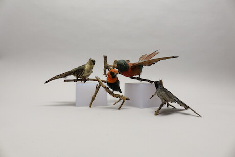 Uppstoppade och monterade fåglar 4 st | Auktion.se